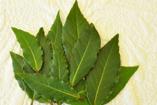 laurier - Collectif d'urgence