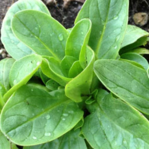 Légumes - Collectif d'urgence